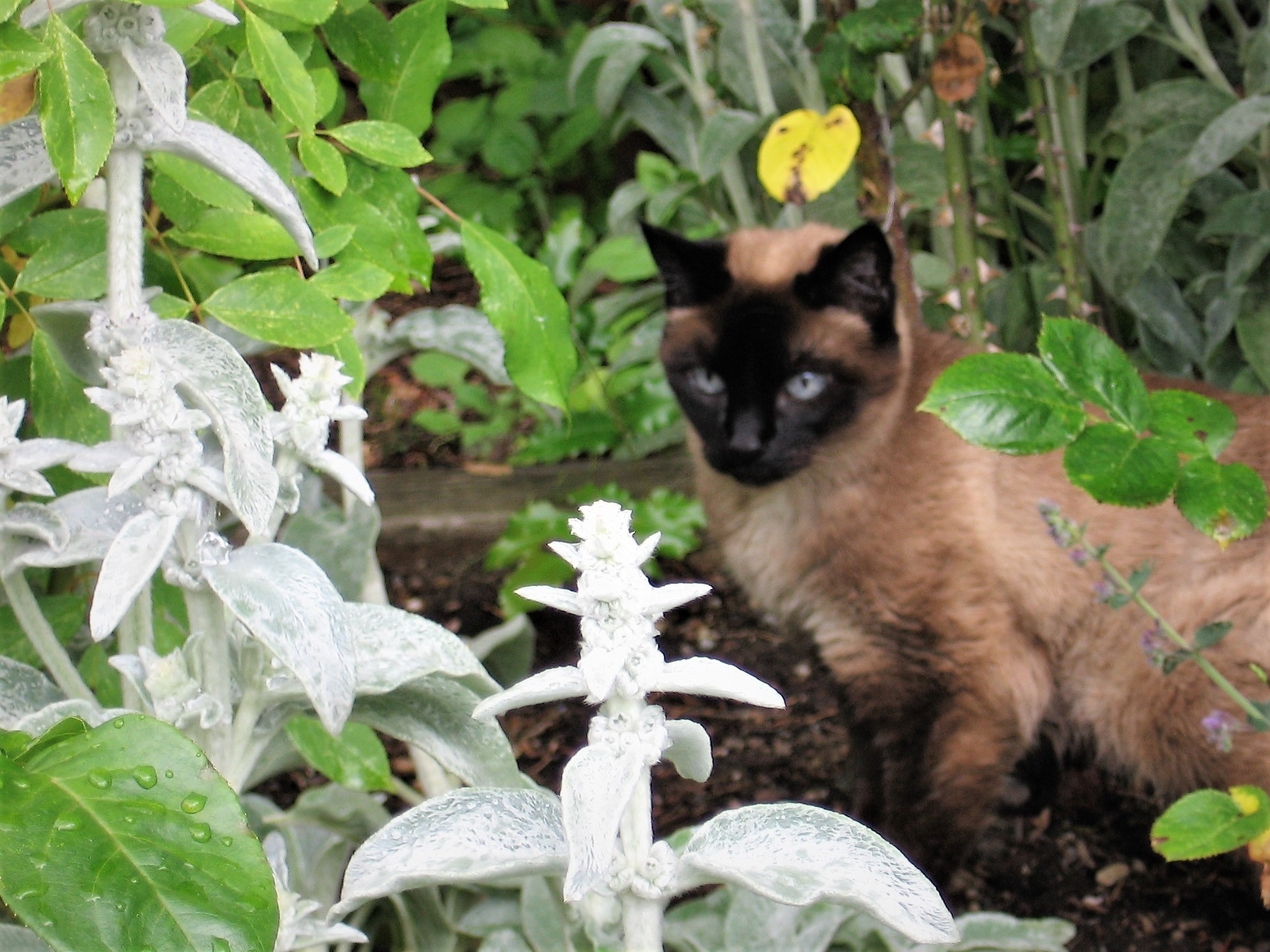 Precious Cats – Cats and Trails and Garden Tales