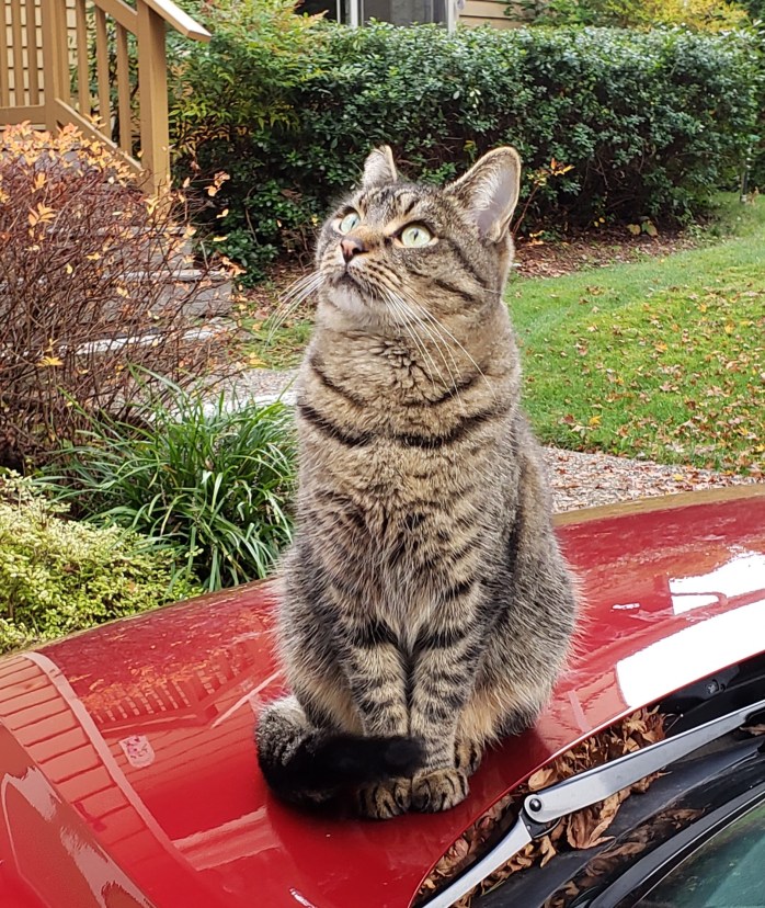 Looking Up with Benji – Cats and Trails and Garden Tales