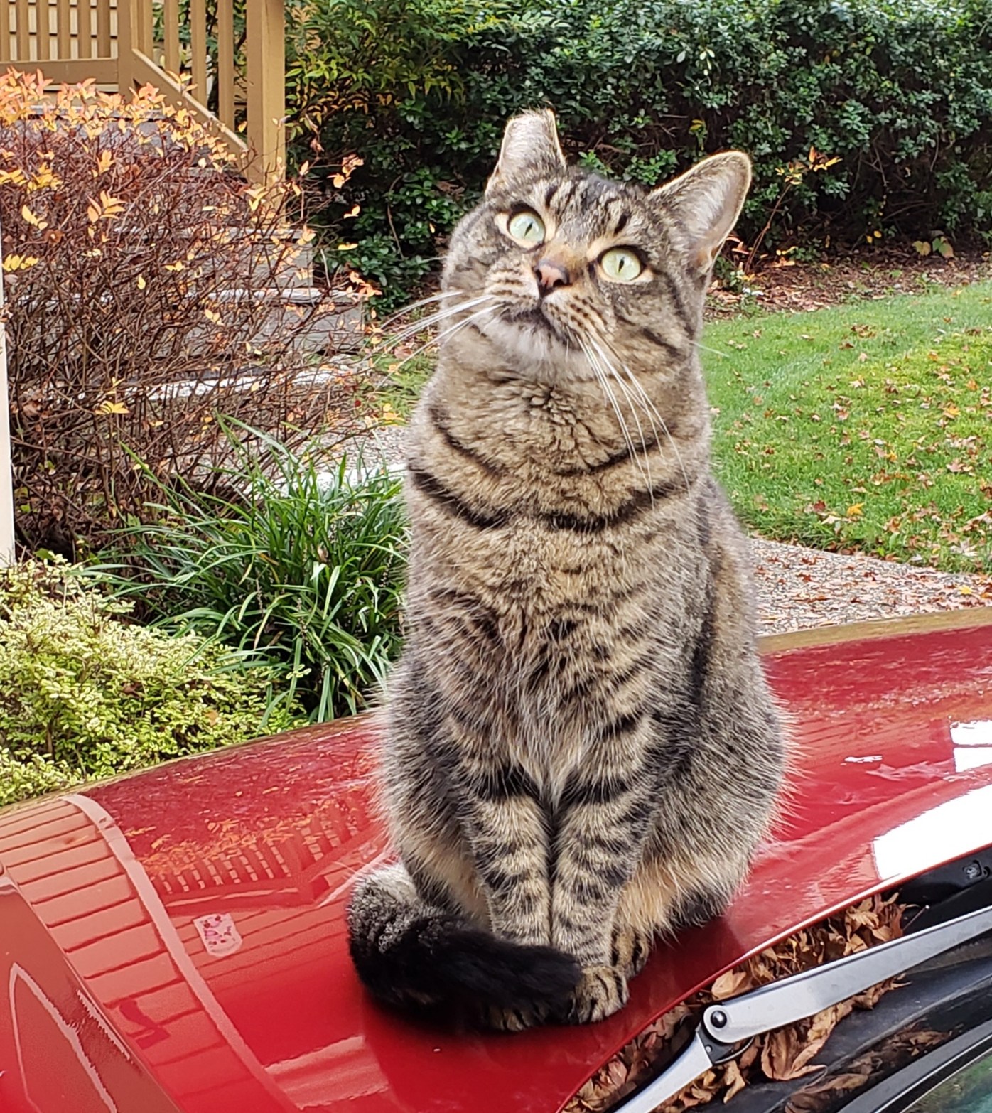 Looking Up with Benji – Cats and Trails and Garden Tales