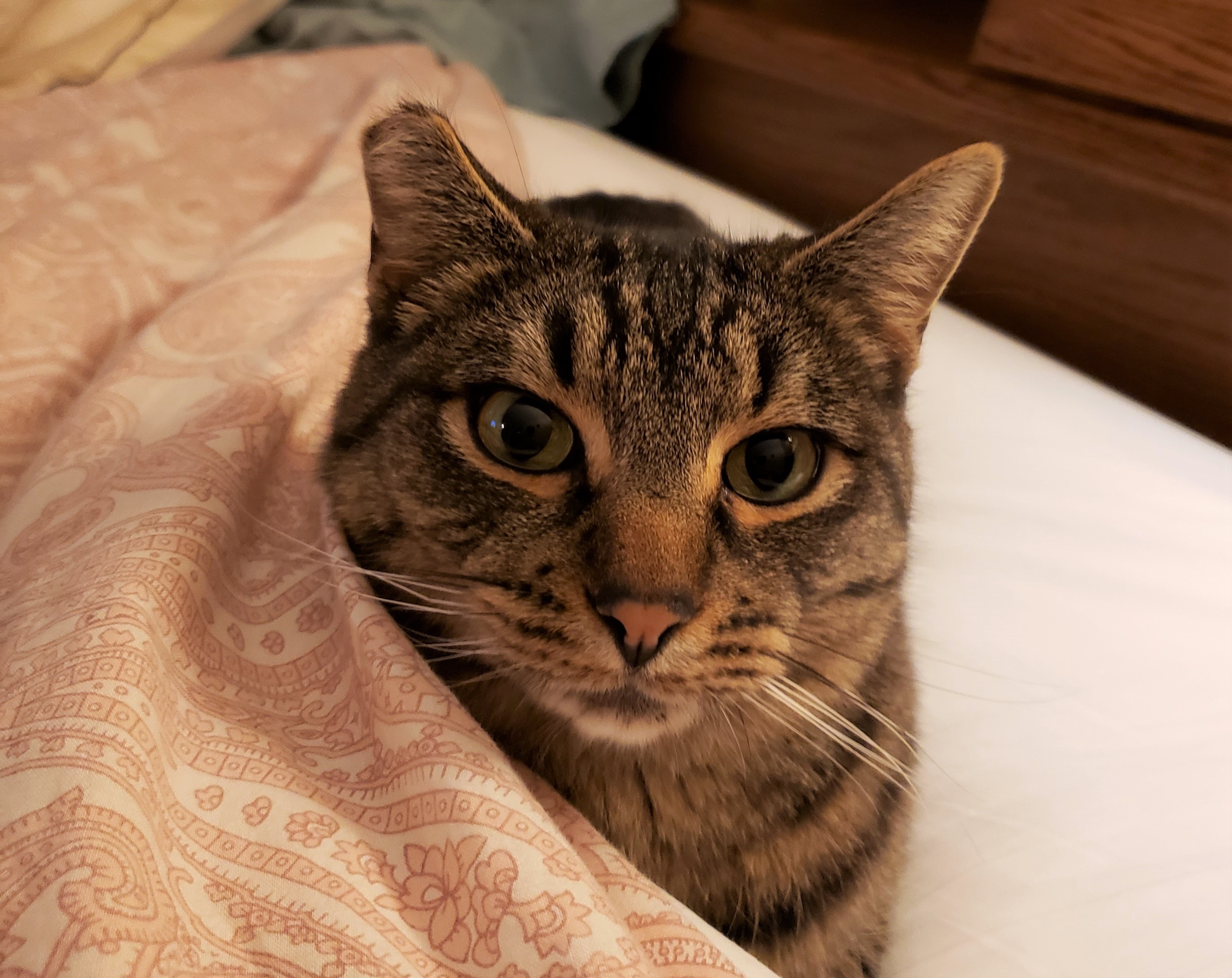 Mornings with Benji – a Cat Story – Cats and Trails and Garden Tales
