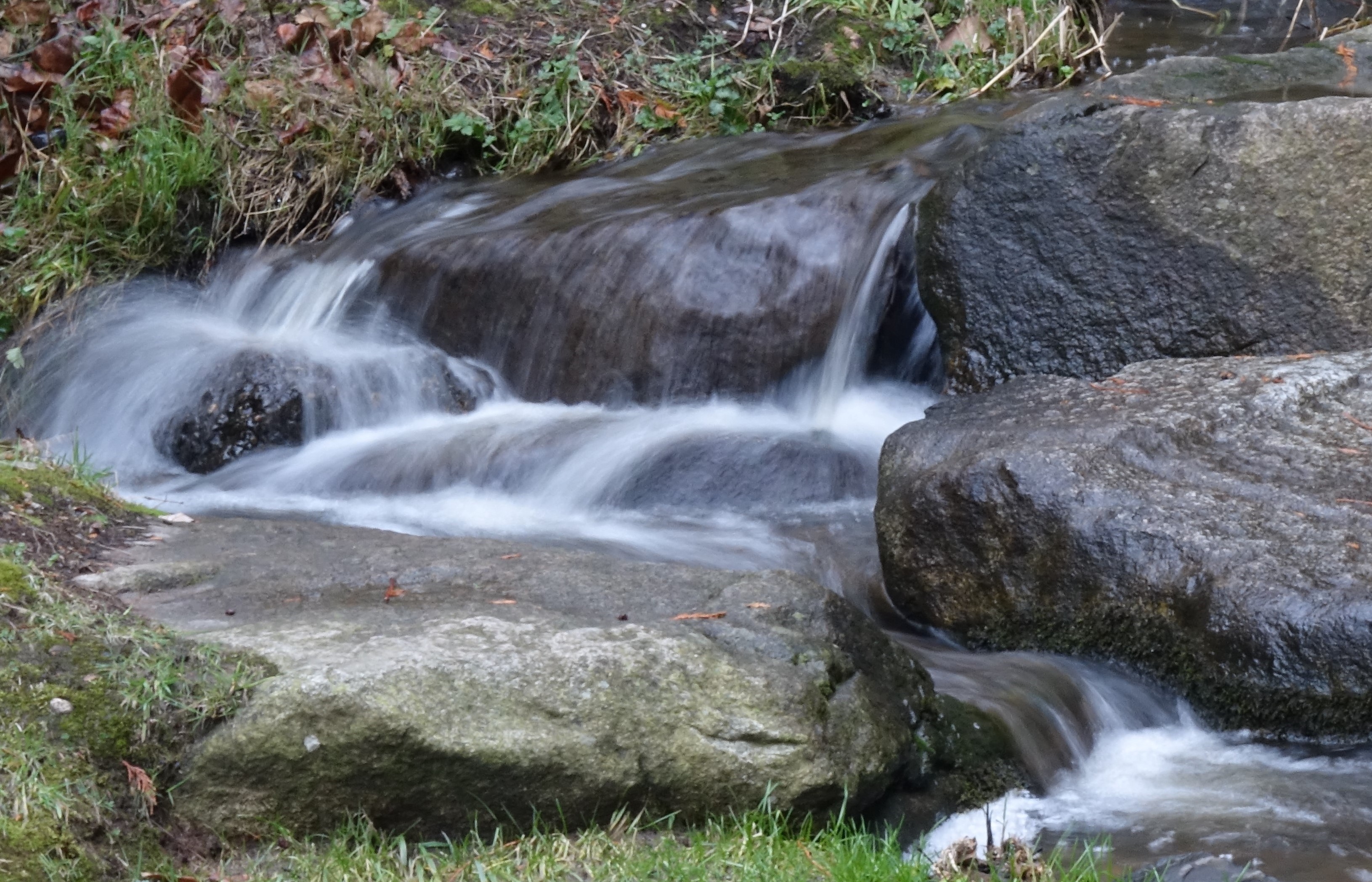 The Unexpected Joy of Getting Outside – Cats and Trails and Garden Tales