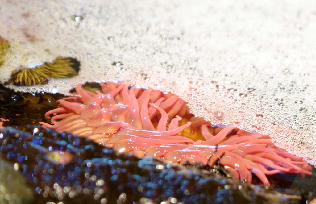 A Trip to the Seattle Aquarium and the Gone Alaskan Way Viaduct – Cats ...