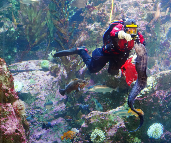 A Trip to the Seattle Aquarium and the Gone Alaskan Way Viaduct – Cats ...