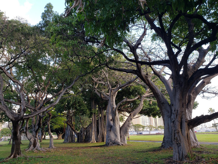 Oahu! A Walk at Ala Moana Park and Waikiki – Cats and Trails and Garden ...