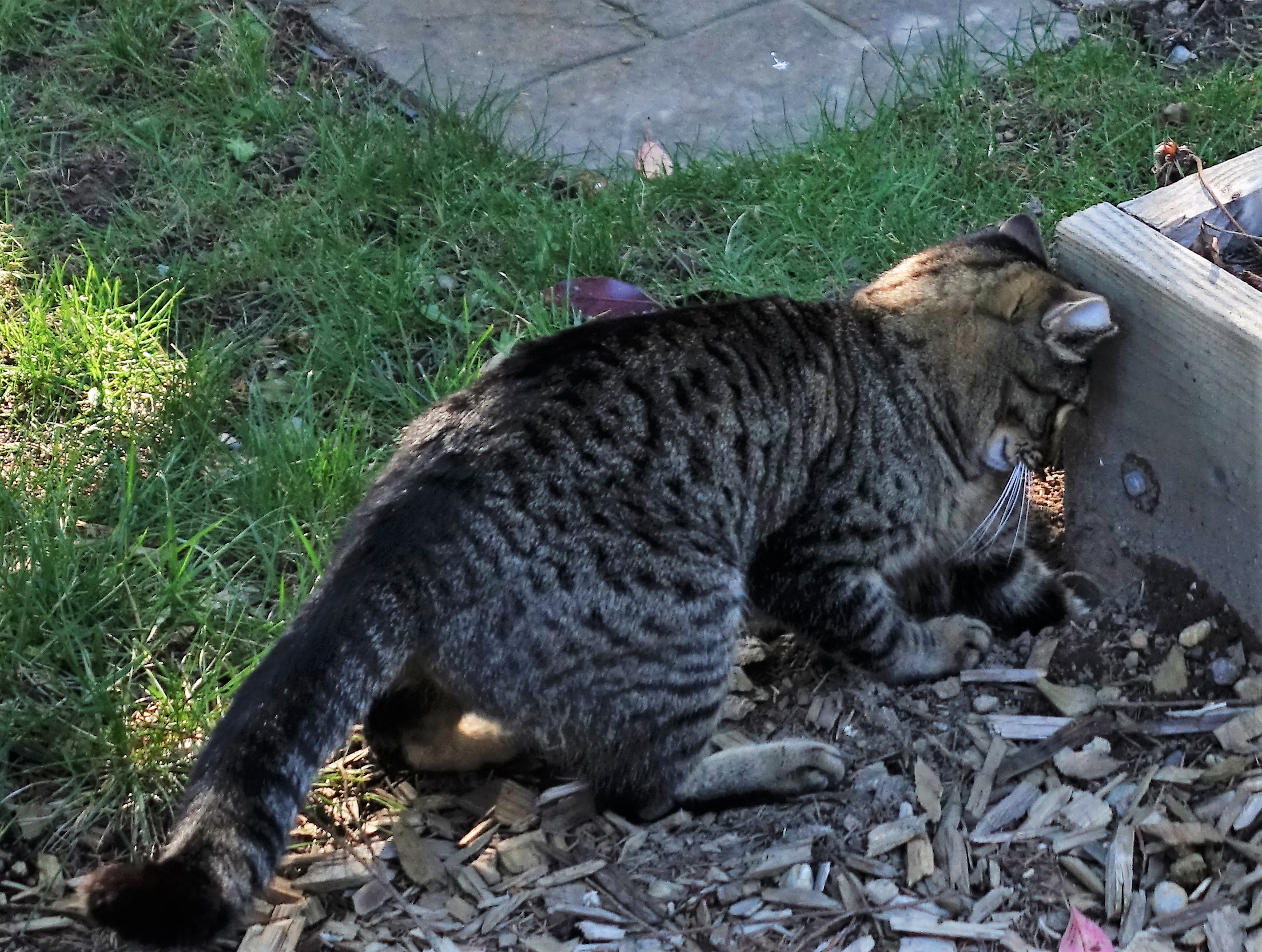 Photoshoot in the Garden with Tiger and Benji – Cats and Trails and ...