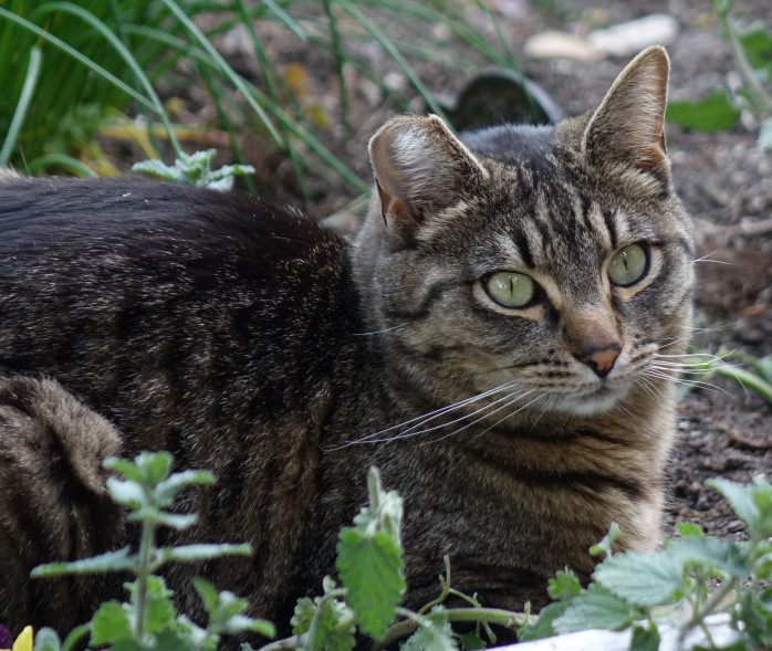 Benji’s Steps For Spring Gardening – Cats and Trails and Garden Tales