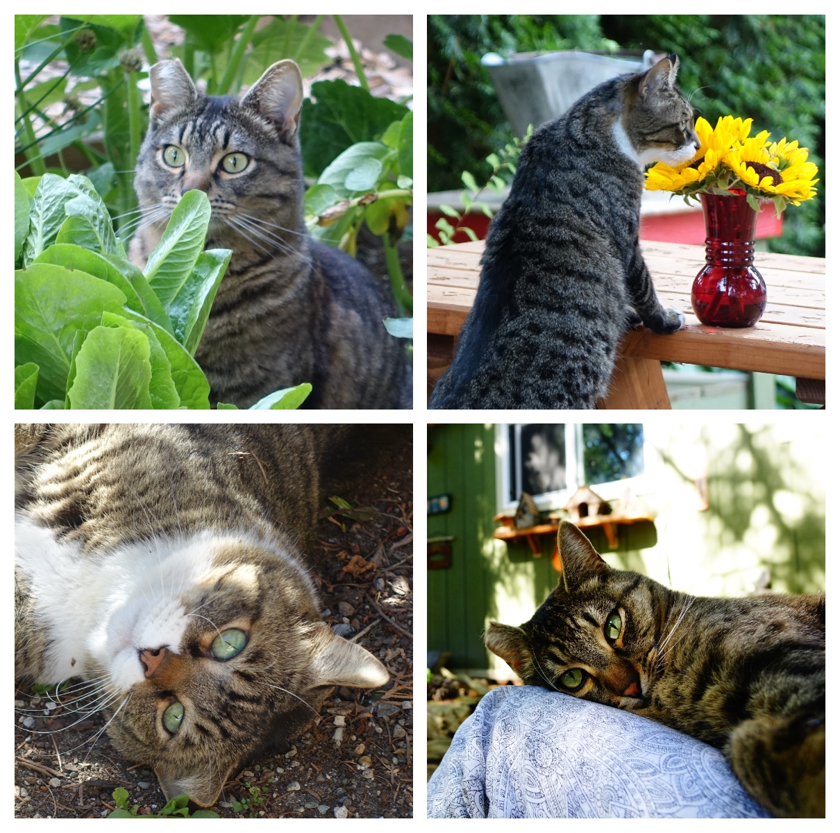 A Thanks and Celebration of Four Years of Blogging! – Cats and Trails ...