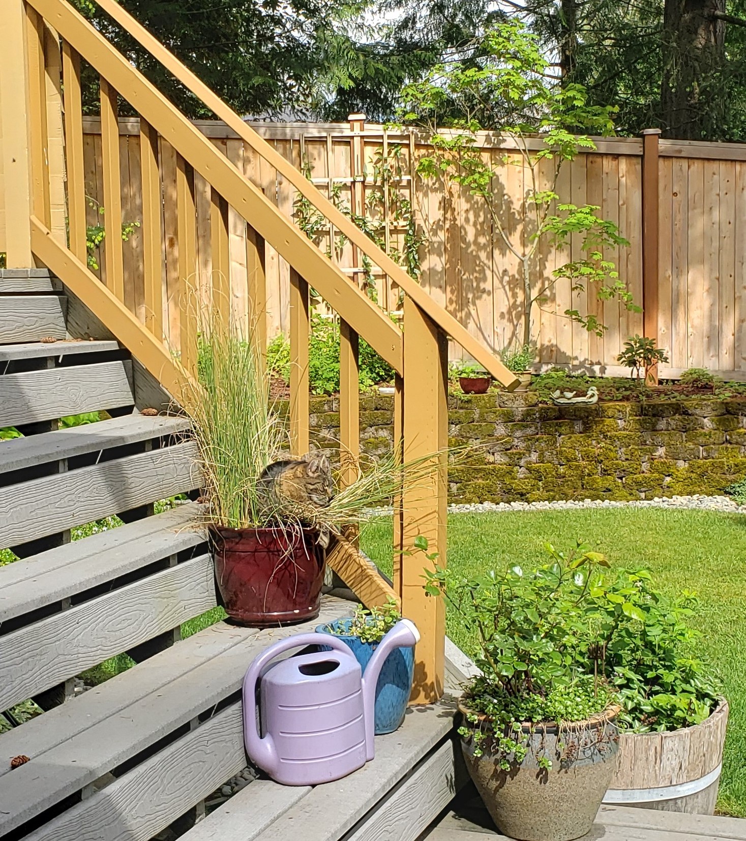 Benji and the Plant – Cats and Trails and Garden Tales