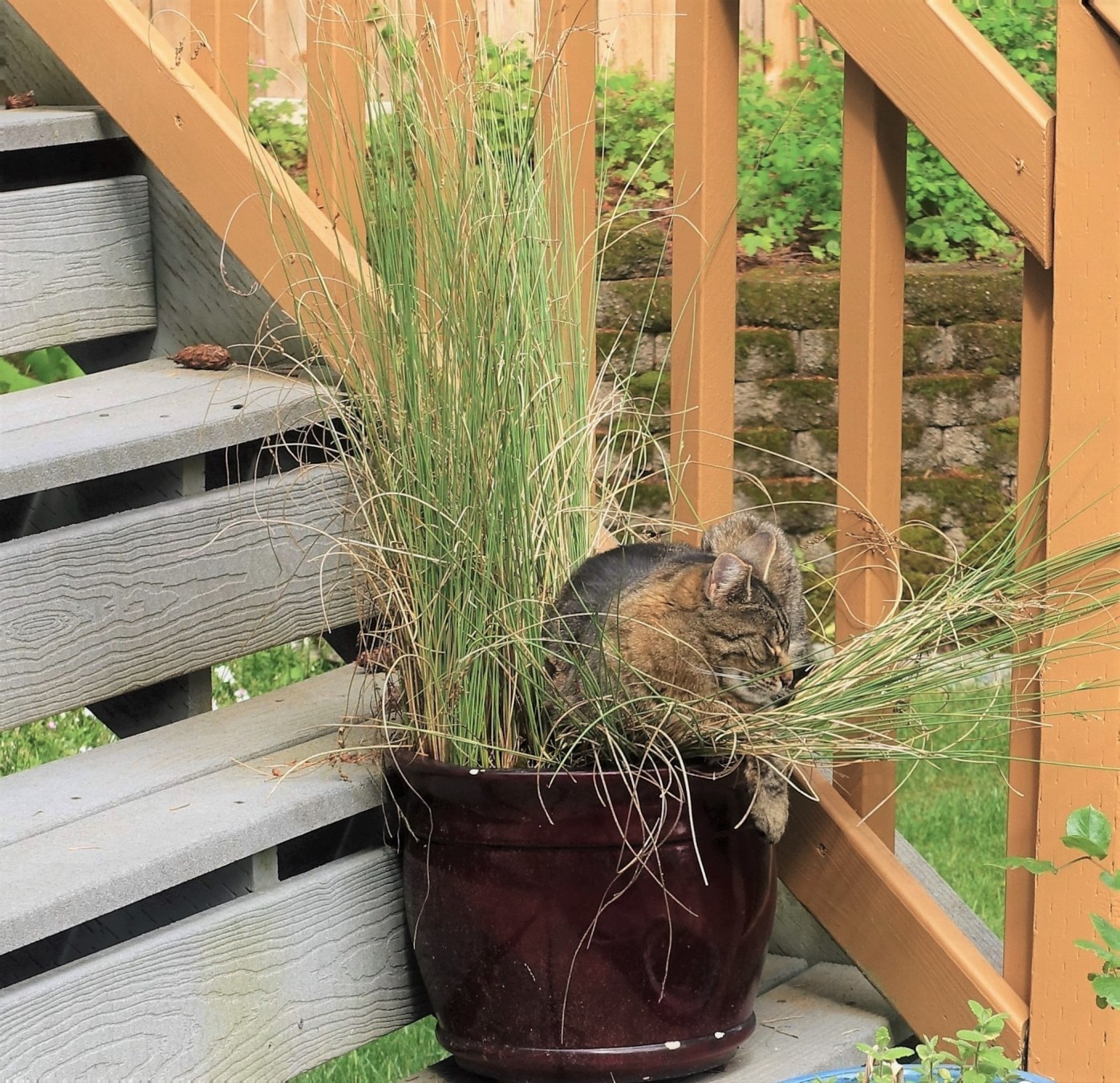 Benji and the Plant – Cats and Trails and Garden Tales