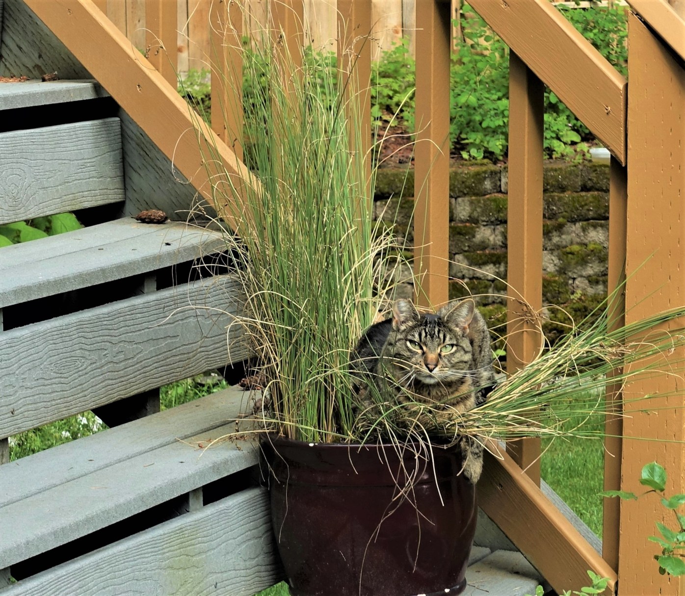 Benji and the Plant – Cats and Trails and Garden Tales
