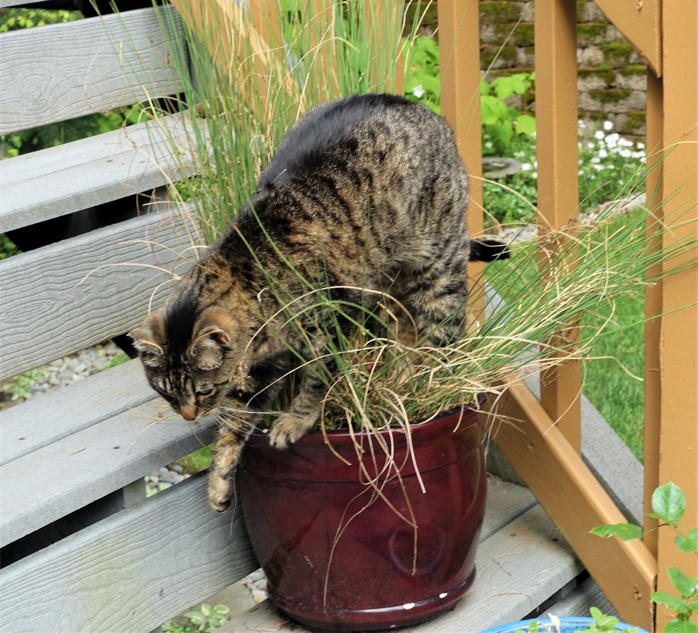 Benji and the Plant – Cats and Trails and Garden Tales