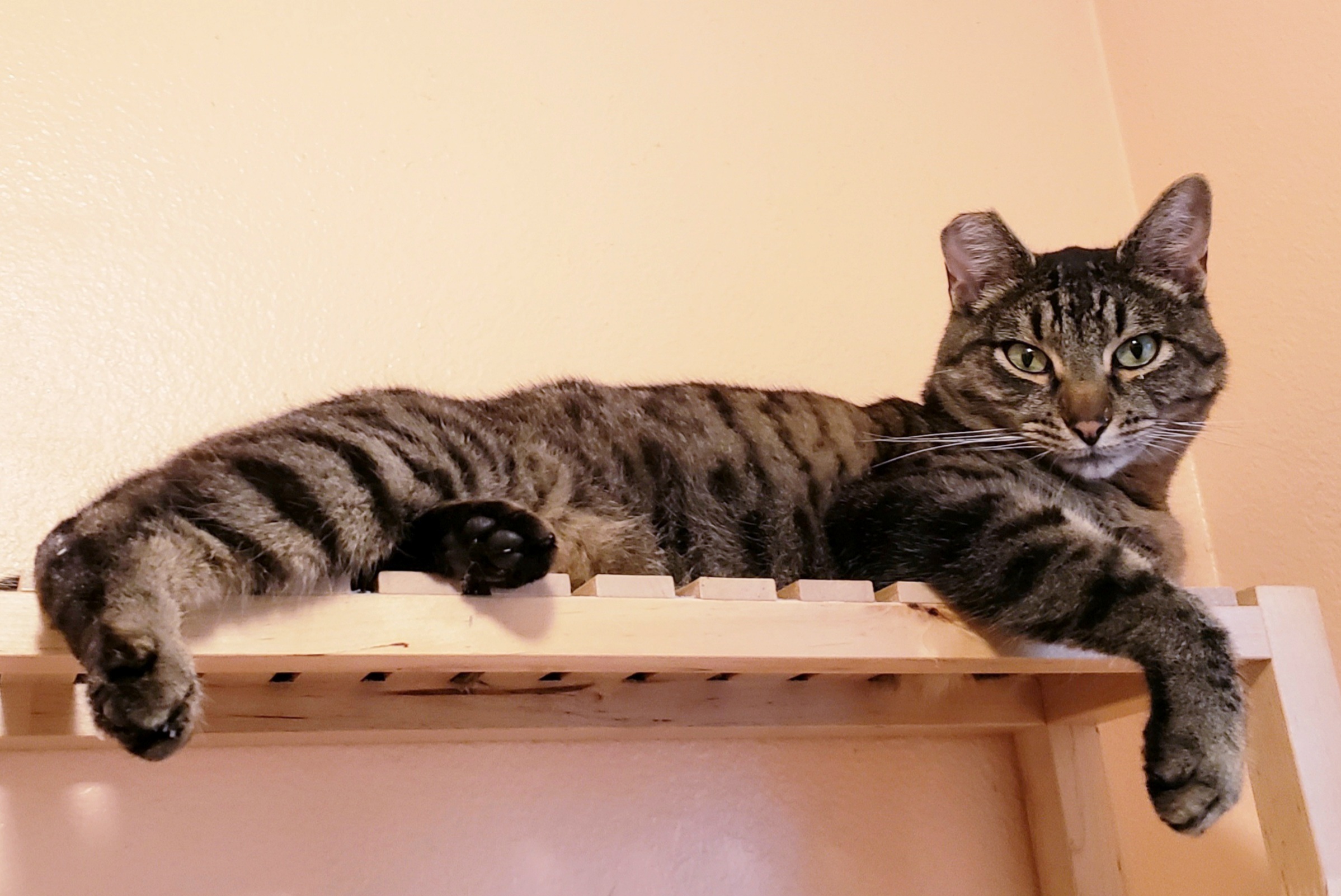 Catitude – Cats and Trails and Garden Tales