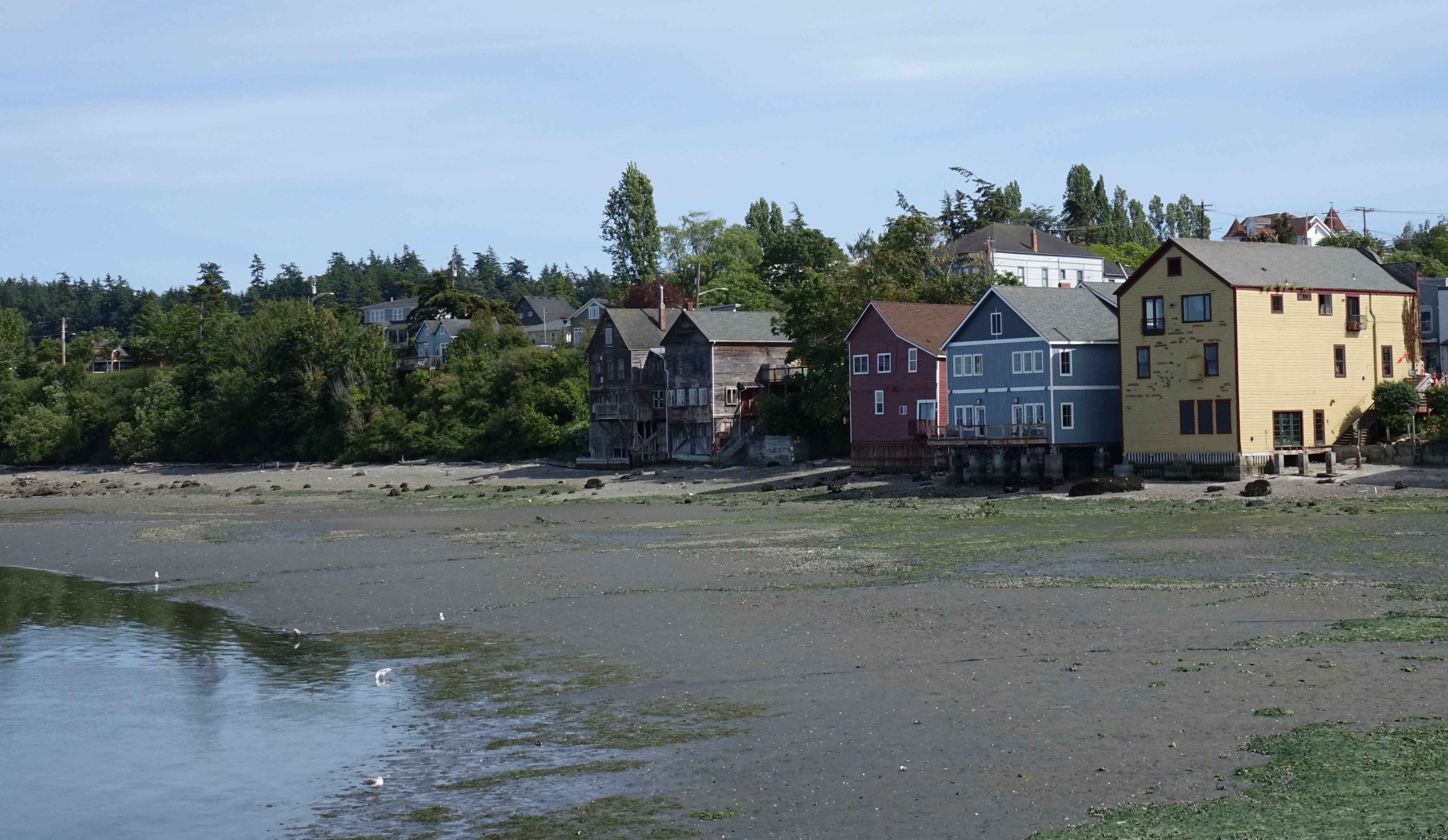 Ebey’s Landing on Whidbey Island – Cats and Trails and Garden Tales
