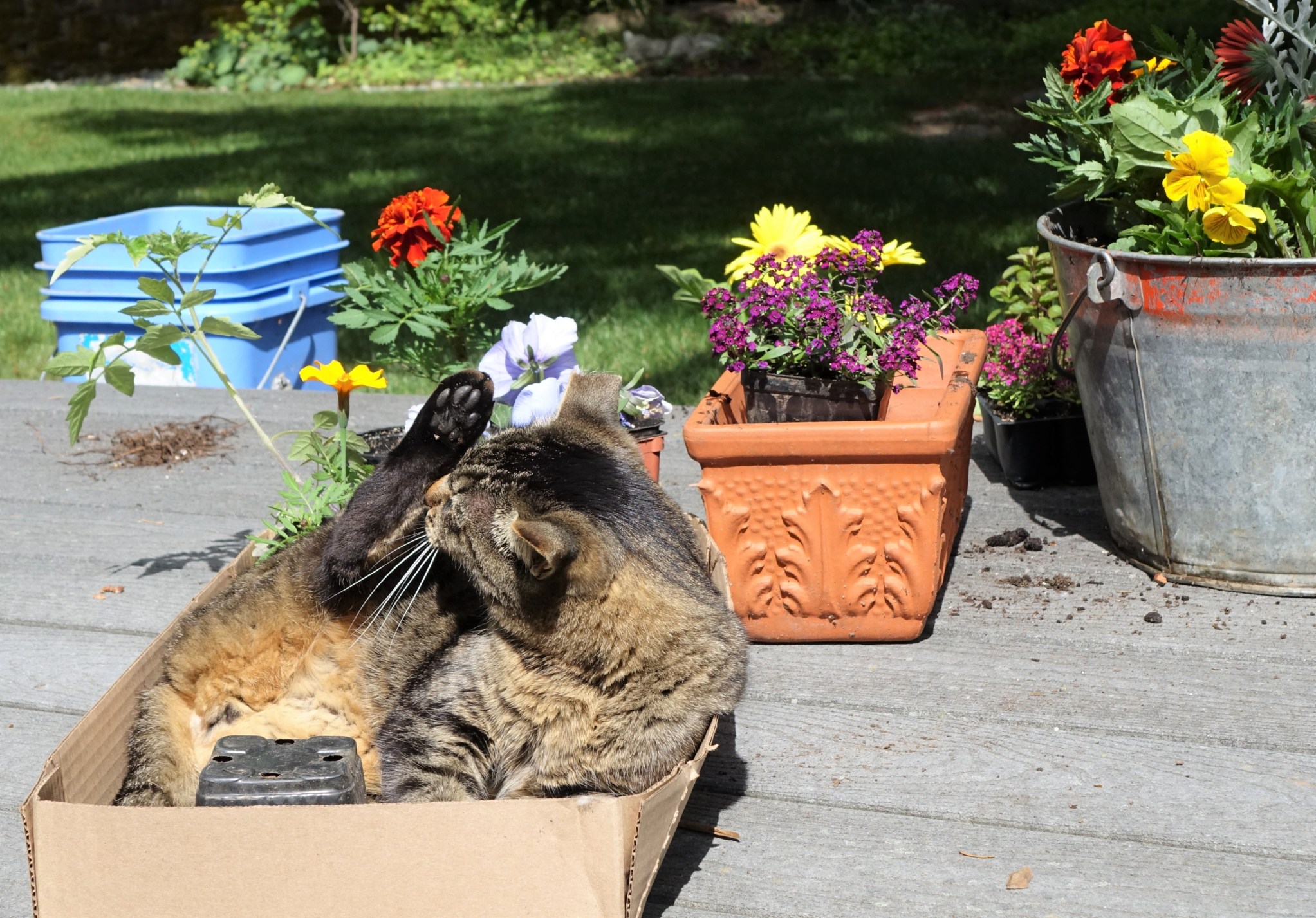 Planting with Benji – Cats and Trails and Garden Tales