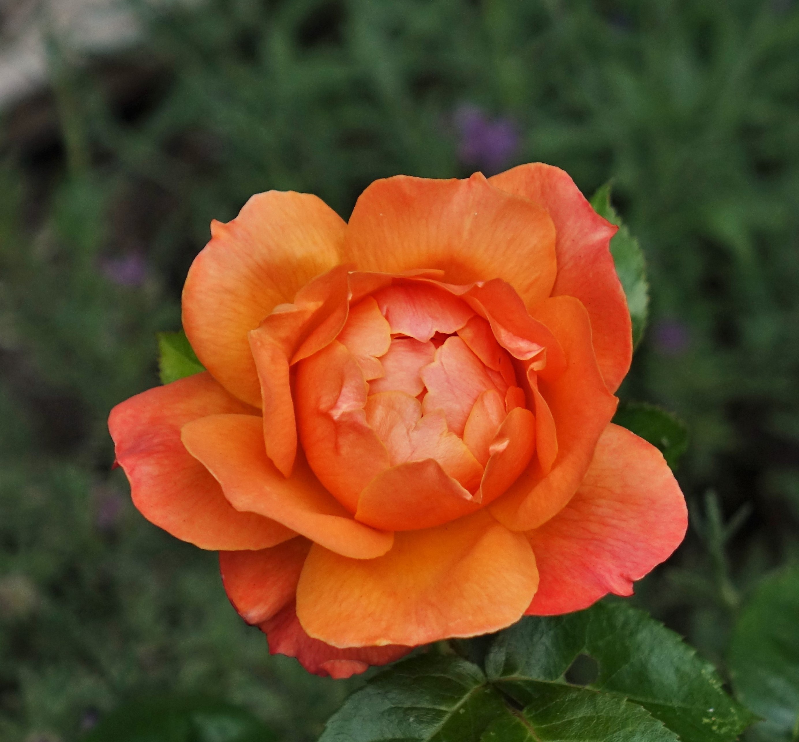 Roses and Herbs and Bees in The Garden – Cats and Trails and Garden Tales