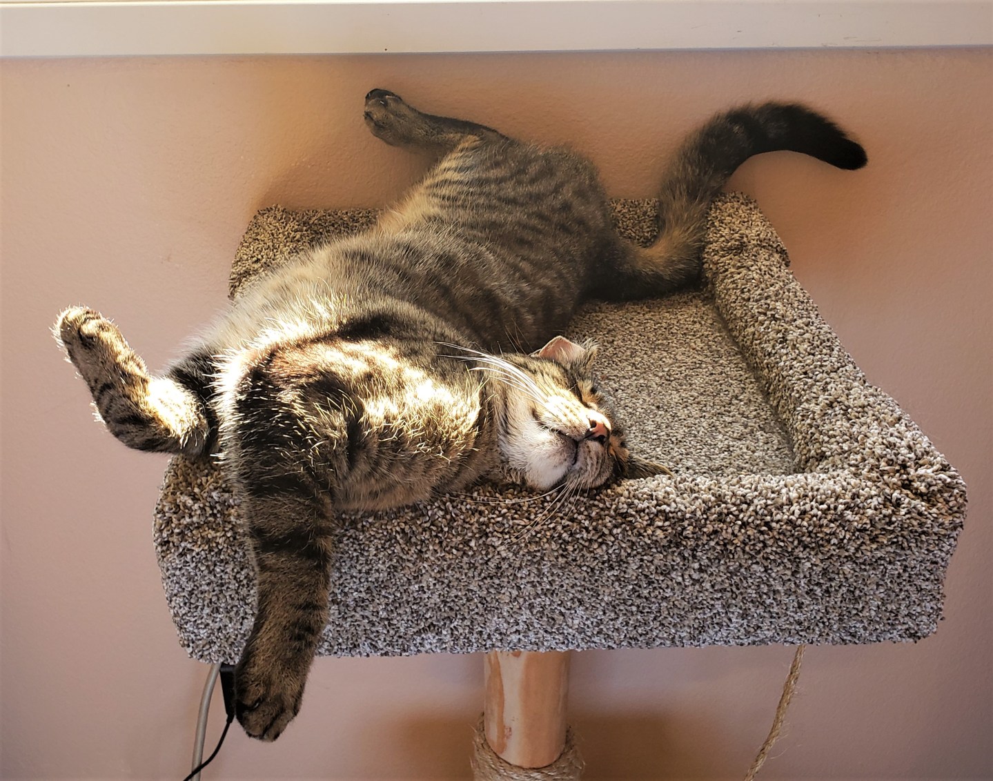 Tiger’s Bravado – Cats and Trails and Garden Tales