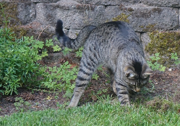 Celebrating Benji – A Look at 2017 – Cats and Trails and Garden Tales