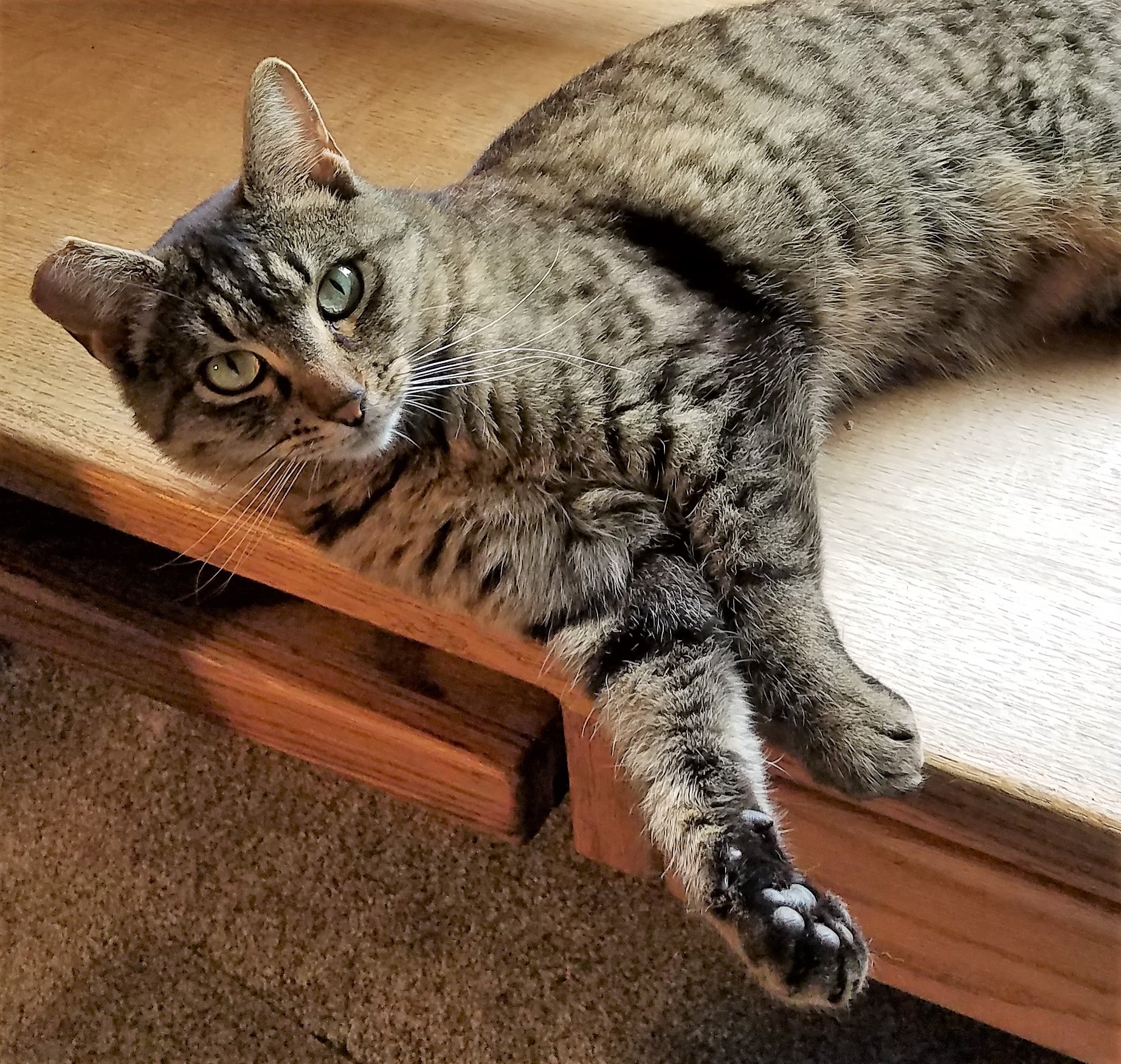 Celebrating Benji – A Look at 2017 – Cats and Trails and Garden Tales