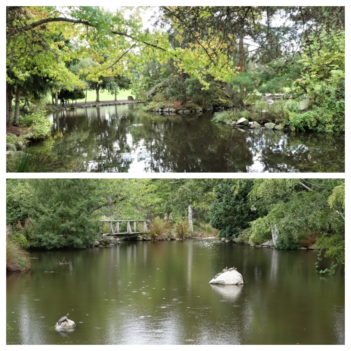 Point Defiance Zoo and Aquarium, and a Blast from the Past at the Rose ...