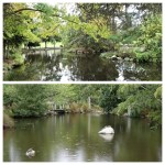 Point Defiance Zoo and Aquarium, and a Blast from the Past at the Rose ...