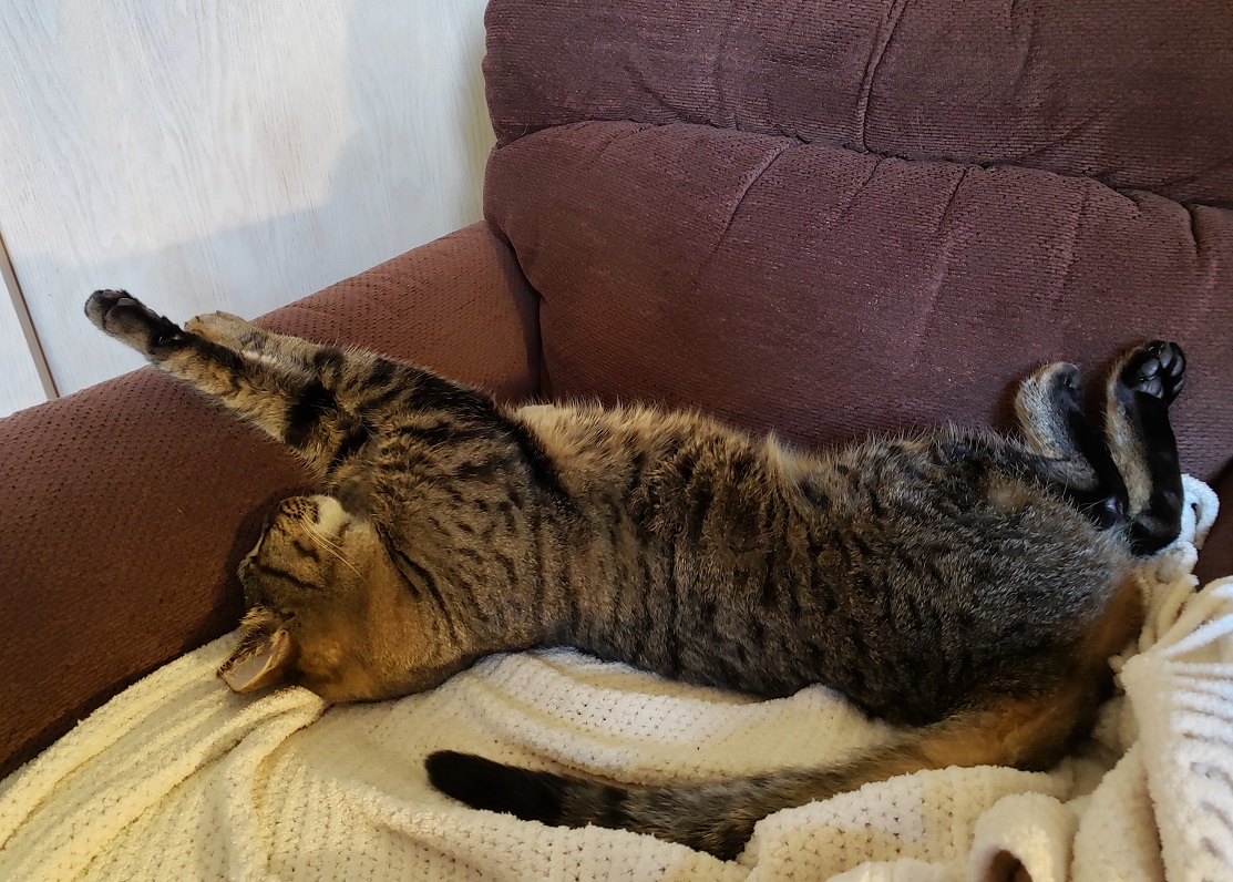 The Ongoing Saga of Benji and the Chair – Cats and Trails and Garden Tales