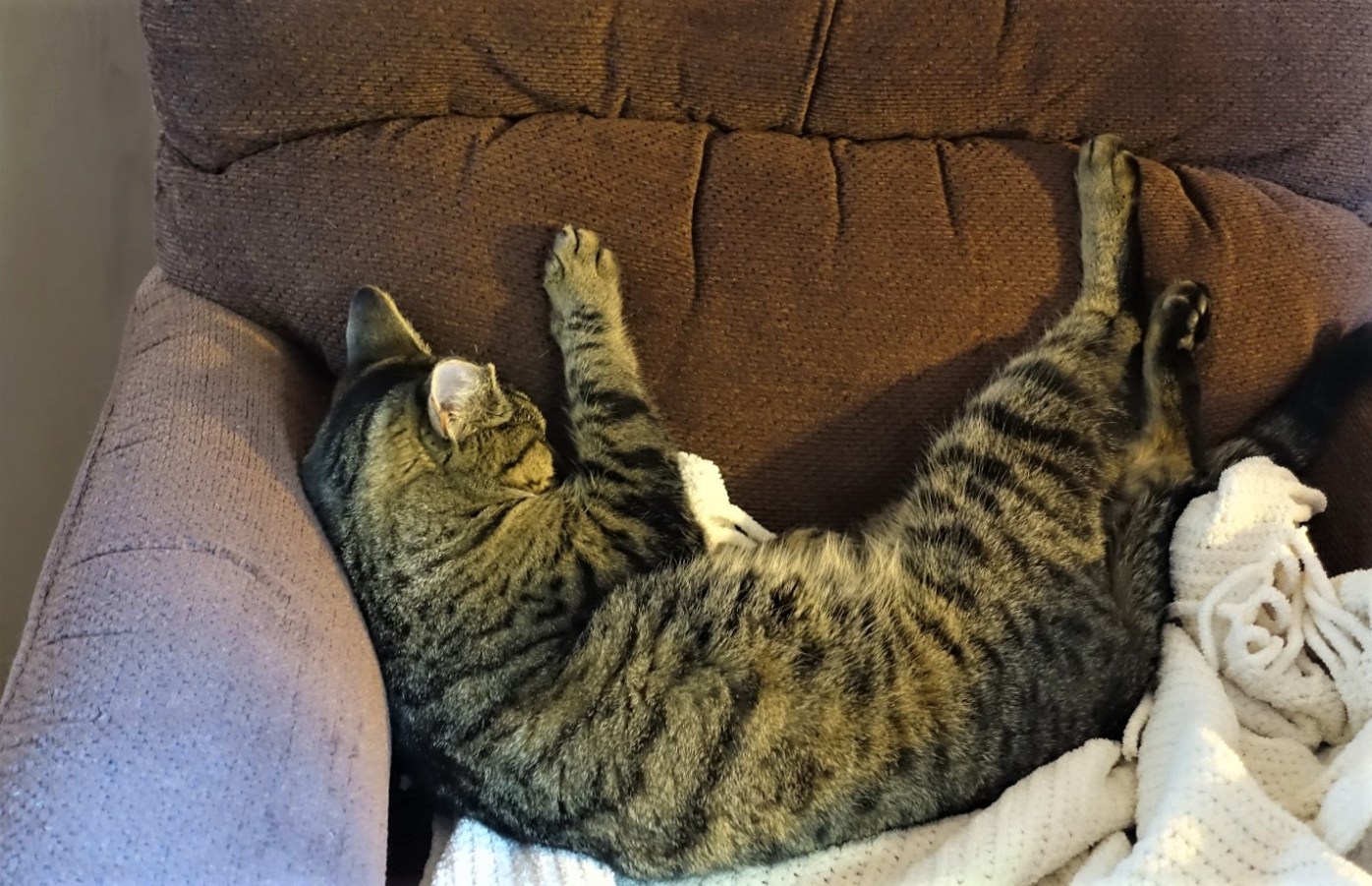The Ongoing Saga of Benji and the Chair – Cats and Trails and Garden Tales