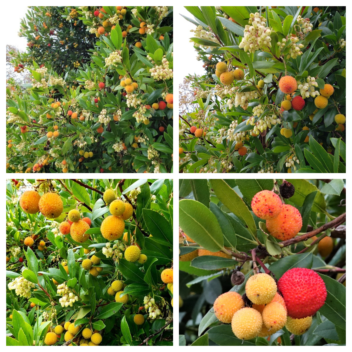 Have you Ever Seen A Strawberry Tree? – Cats and Trails and Garden Tales