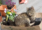Planting with Benji – Cats and Trails and Garden Tales