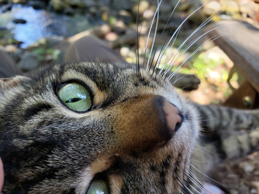 Backyard Interlude and Benji – Cats and Trails and Garden Tales