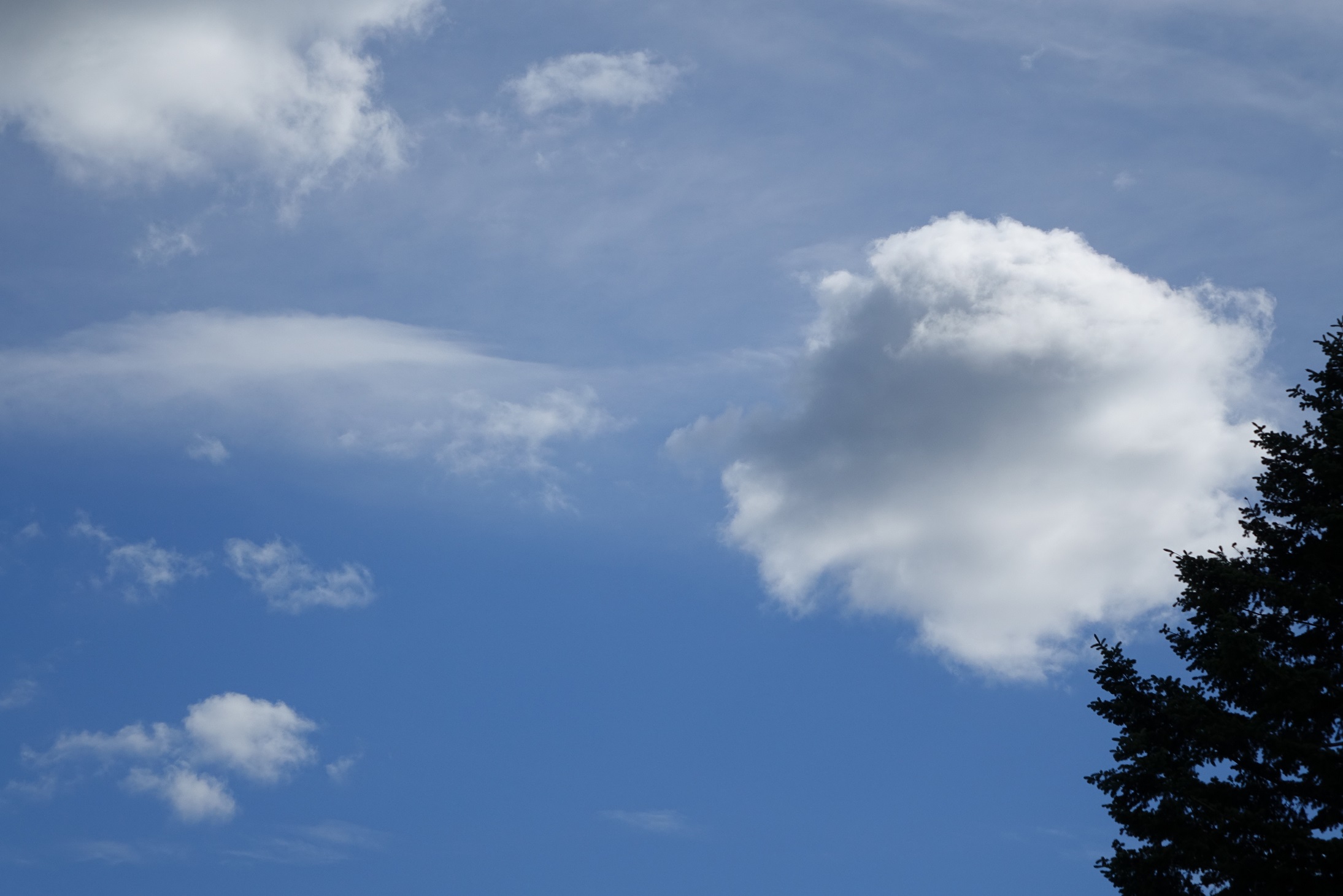 Only the Best Clouds in Seattle – Cats and Trails and Garden Tales