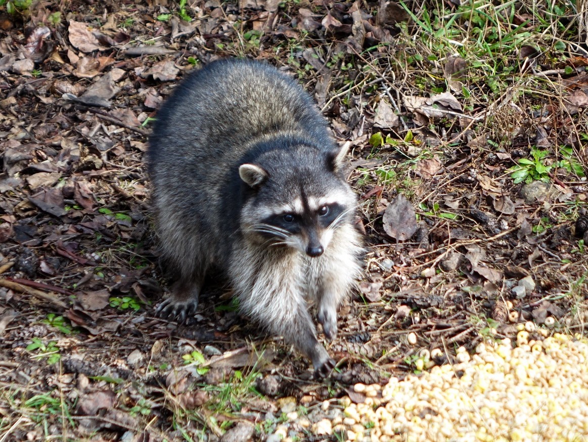 Me and My Sony at Point Defiance! – Cats and Trails and Garden Tales
