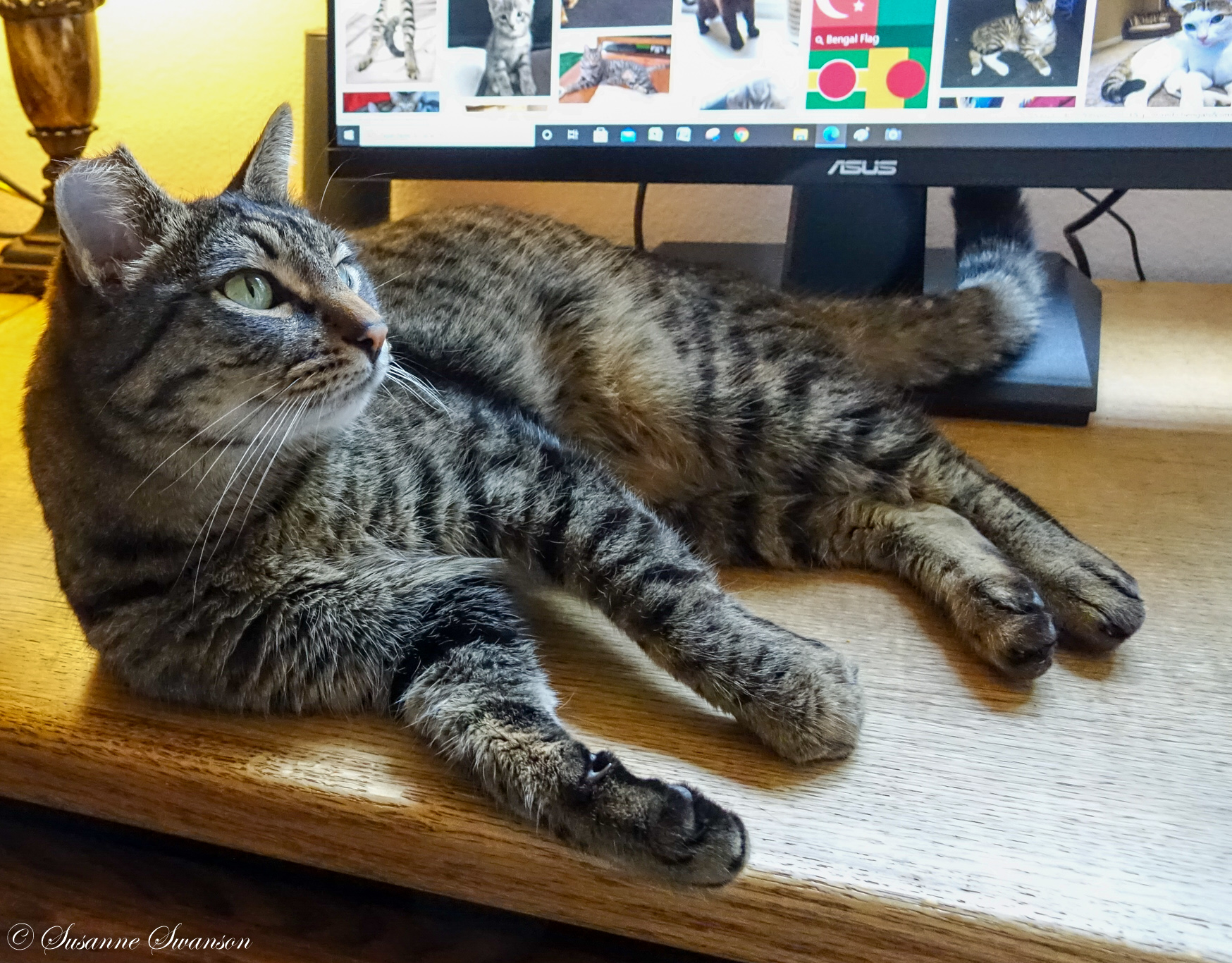 Benji – A Question of Heritage – Cats and Trails and Garden Tales