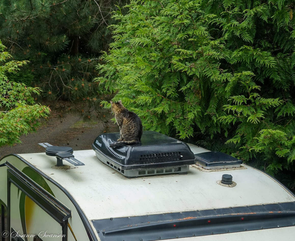 Benji – A Question of Heritage – Cats and Trails and Garden Tales