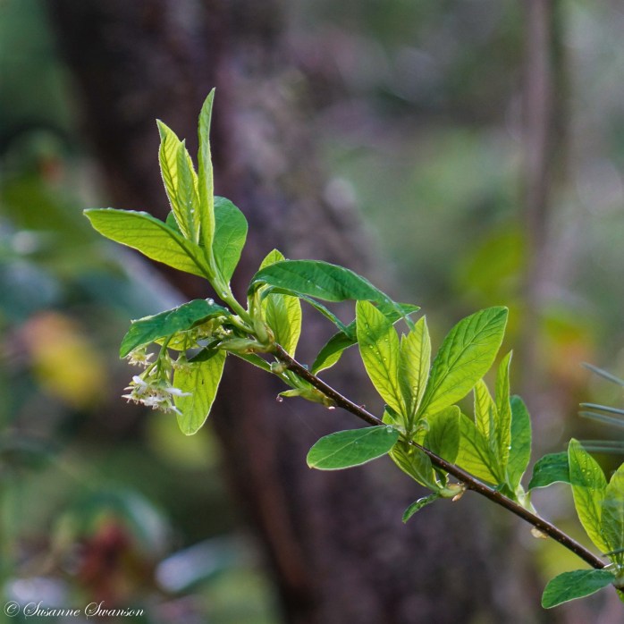 Indian Plum – Cats and Trails and Garden Tales