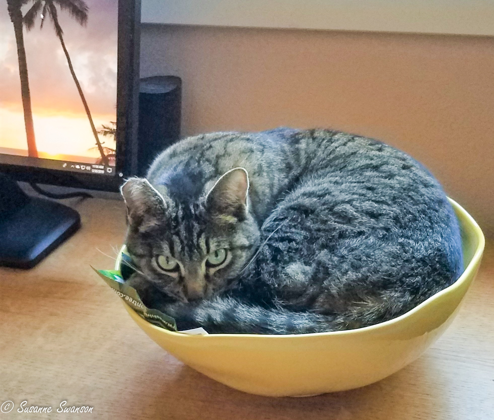 Where’s Benji? – Cats and Trails and Garden Tales