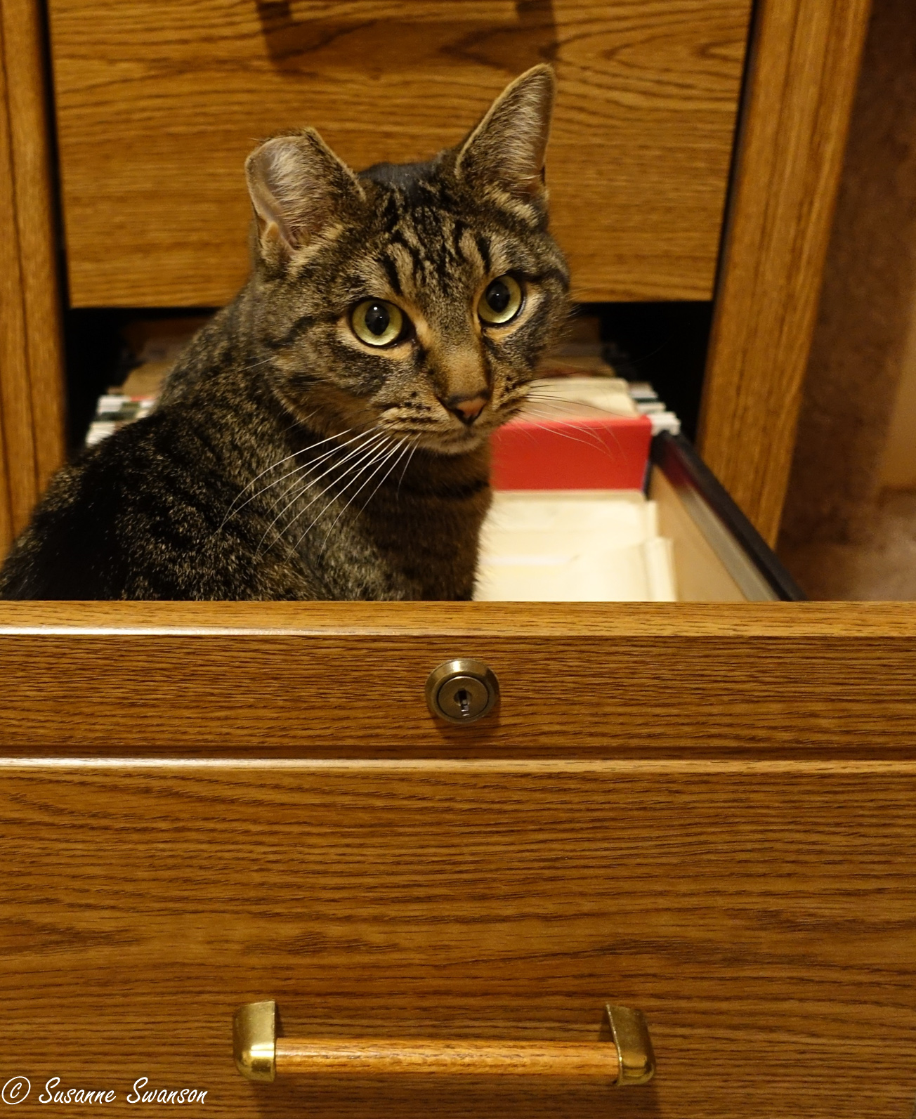 Where’s Benji? – Cats and Trails and Garden Tales