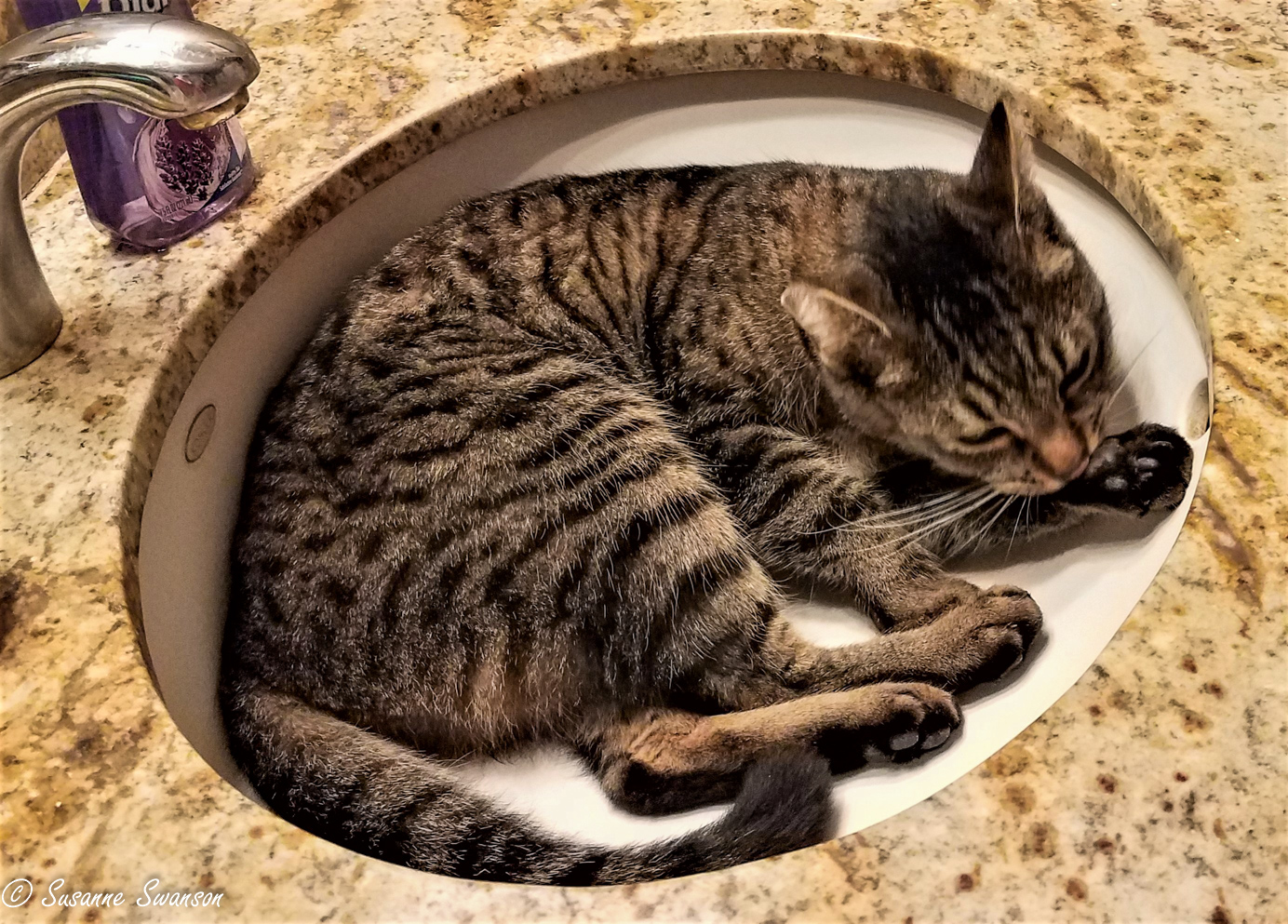 Where’s Benji? – Cats and Trails and Garden Tales