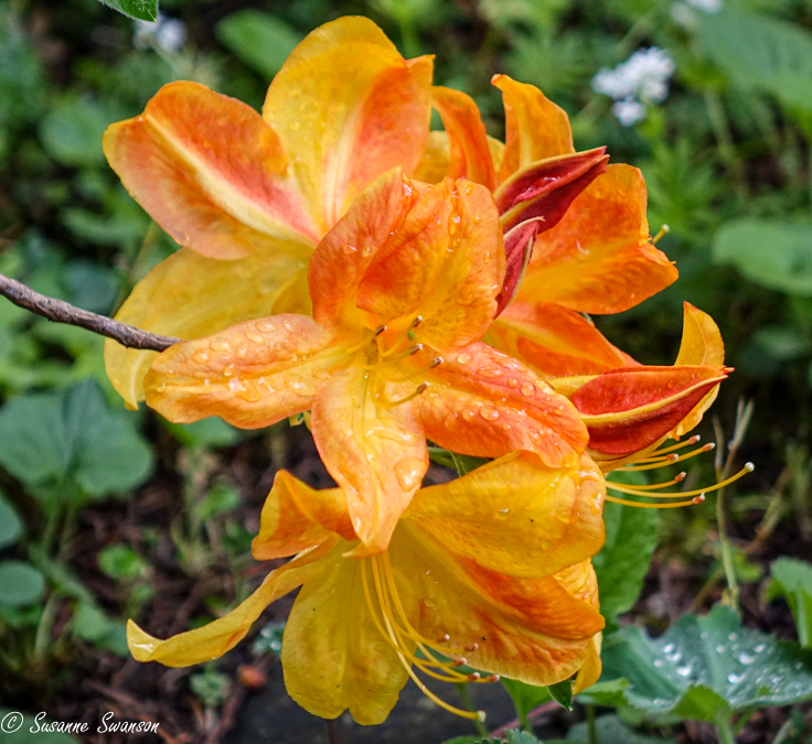 Sweet Smelling Azaleas! – Cats and Trails and Garden Tales