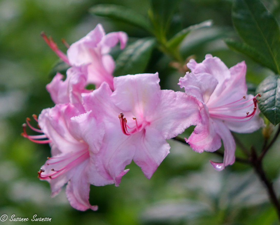 Sweet Smelling Azaleas! – Cats and Trails and Garden Tales
