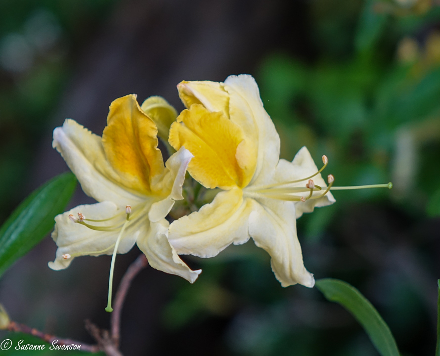 Sweet Smelling Azaleas! – Cats and Trails and Garden Tales