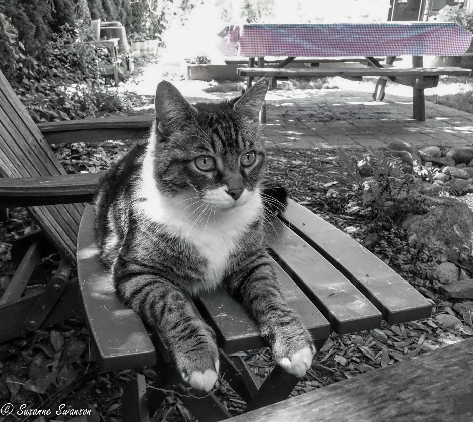 A Photoshoot with Benji and Tiger – Cats and Trails and Garden Tales