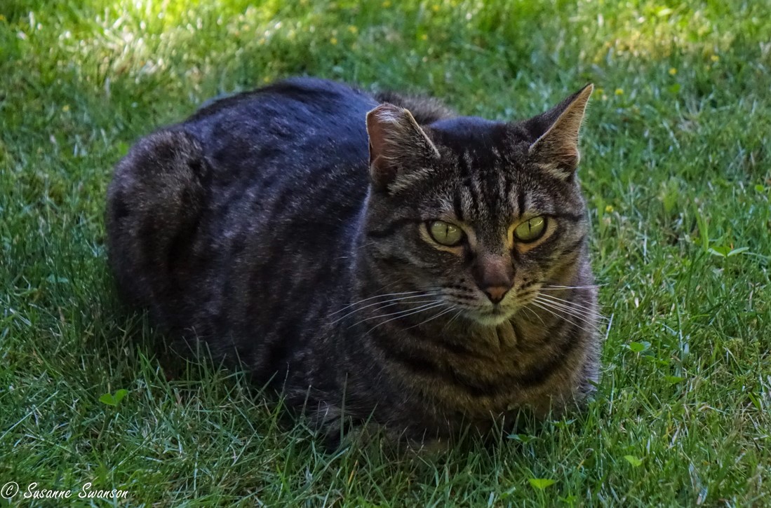 A Photoshoot with Benji and Tiger – Cats and Trails and Garden Tales