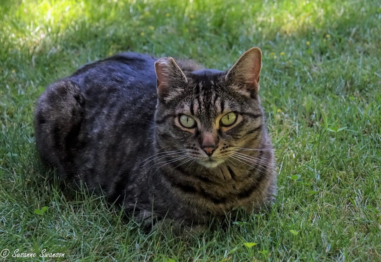 A Photoshoot with Benji and Tiger – Cats and Trails and Garden Tales