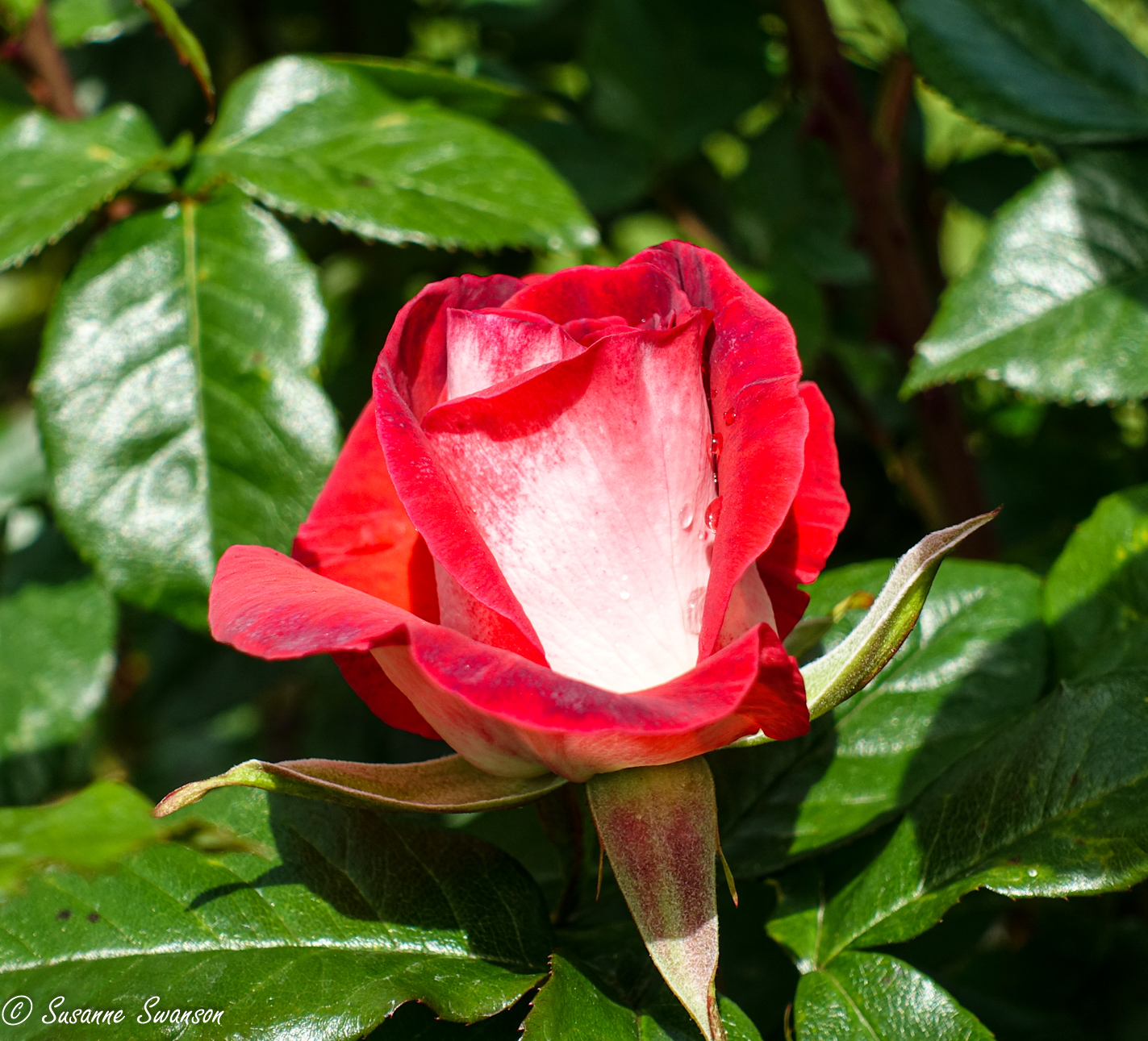 In a Rose Garden – Cats and Trails and Garden Tales
