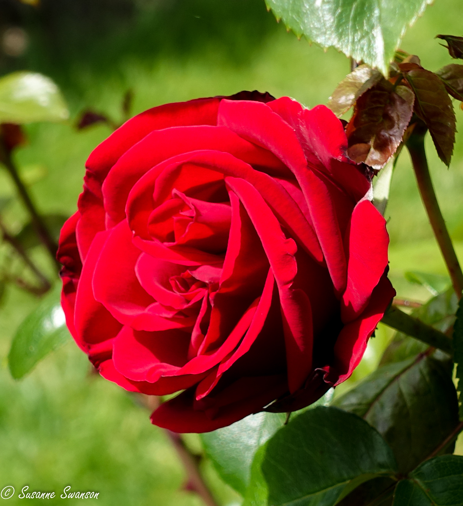 In a Rose Garden – Cats and Trails and Garden Tales