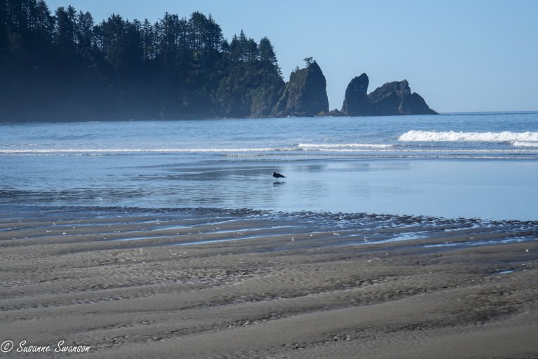 Hike to Magnificent Second Beach – Cats and Trails and Garden Tales