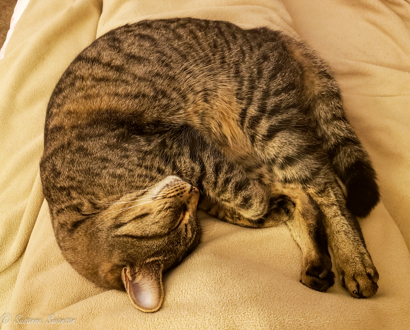 Cozy Benji Inside and Out – Cats and Trails and Garden Tales