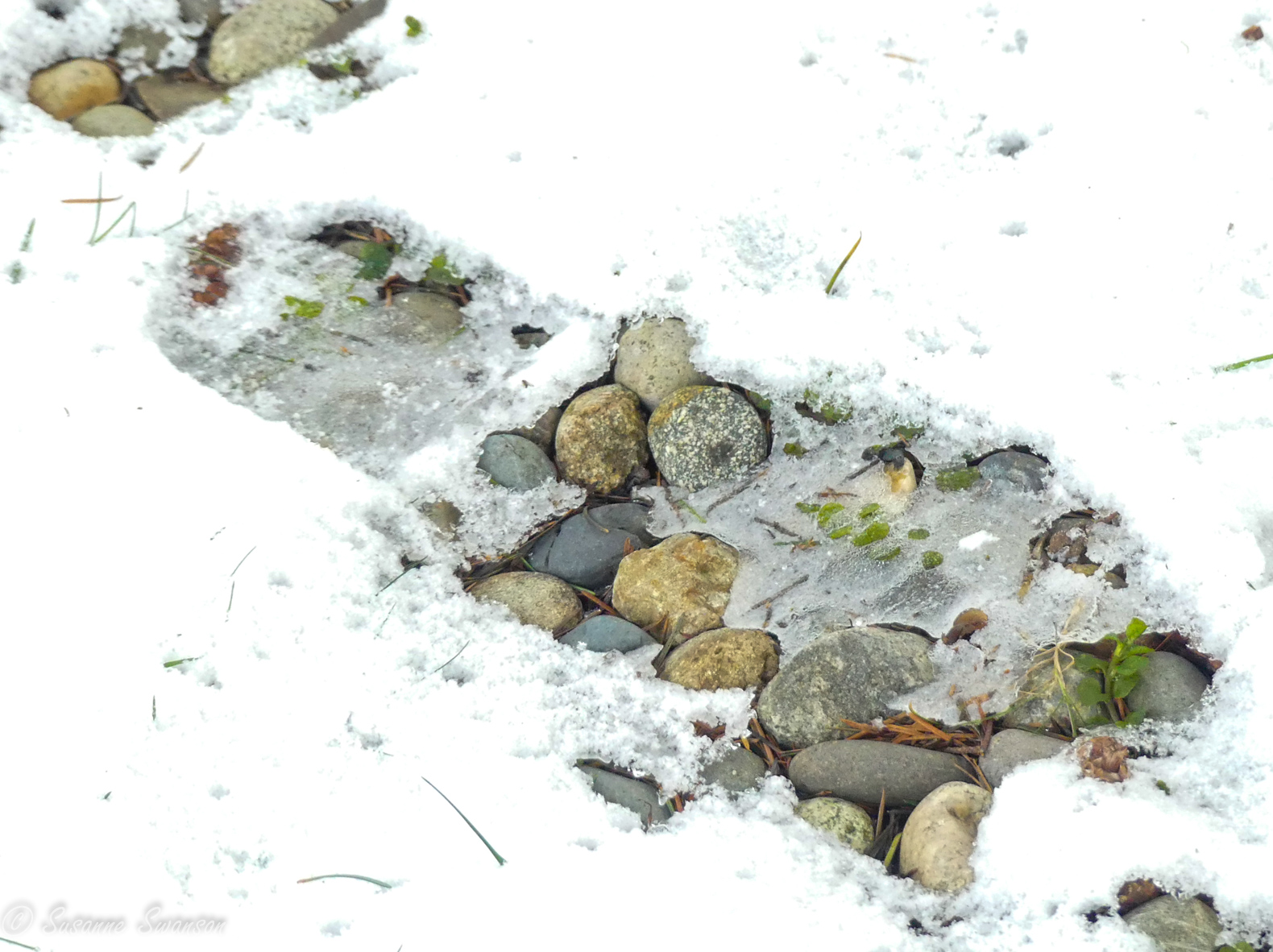 Happy Hummers and First Monday of 2022! – Cats and Trails and Garden Tales