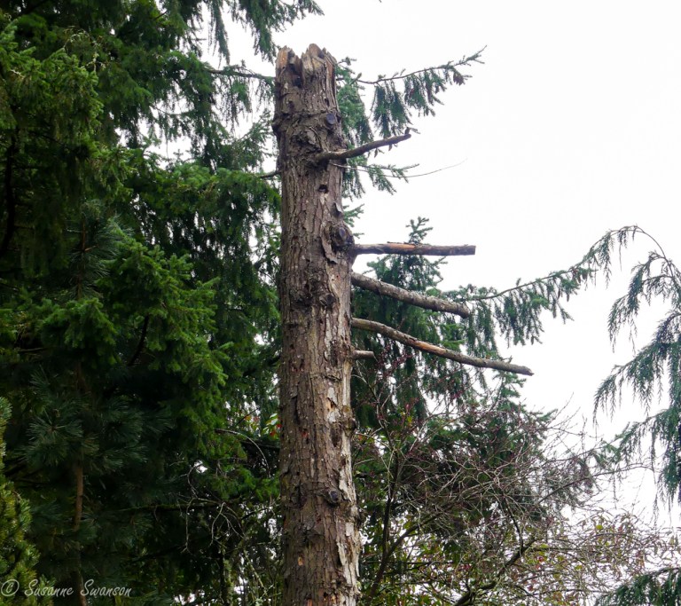 Happy Home in the Snag! – Cats and Trails and Garden Tales