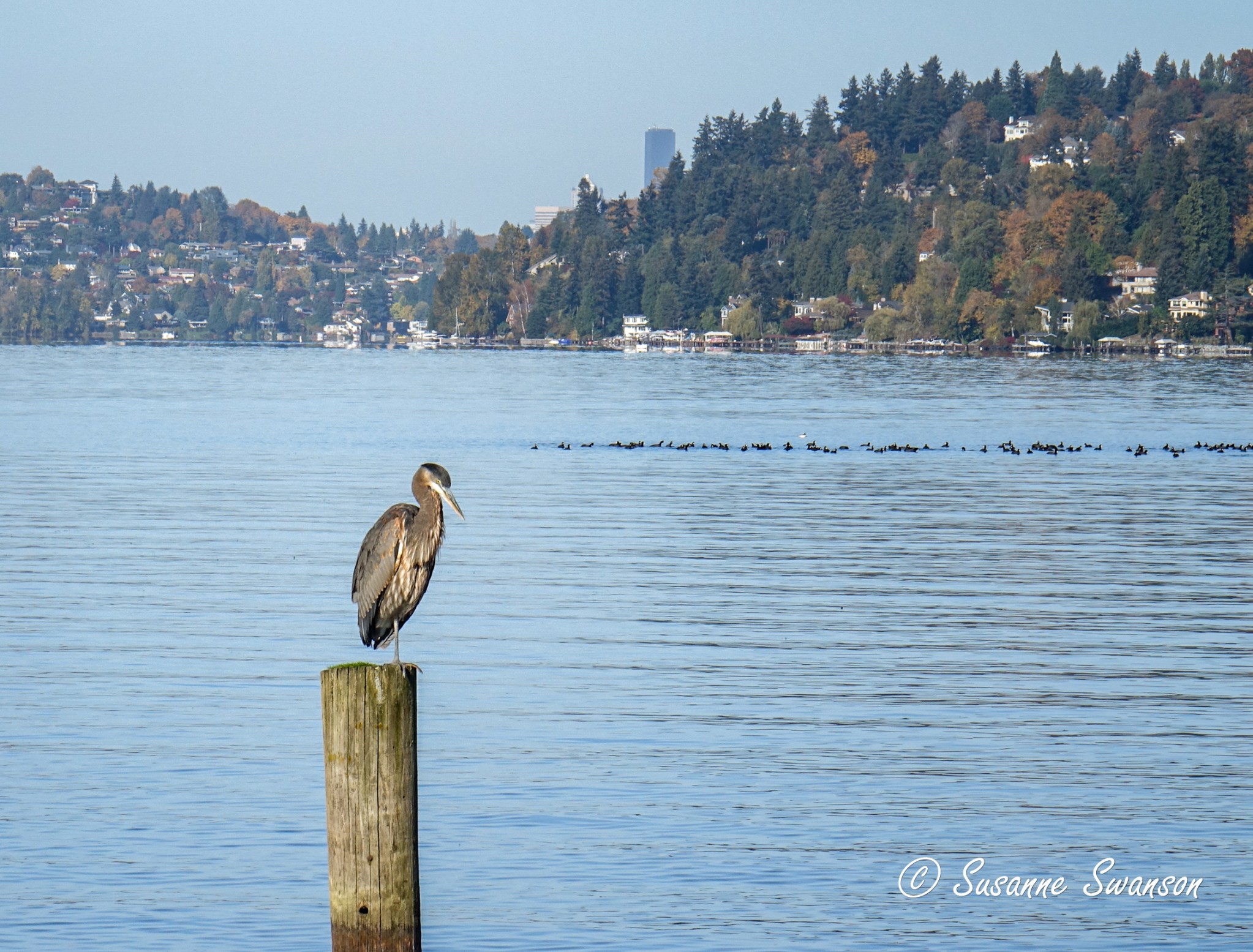Birds of Coulon with a Shoutout to the Coot – Cats and Trails and ...